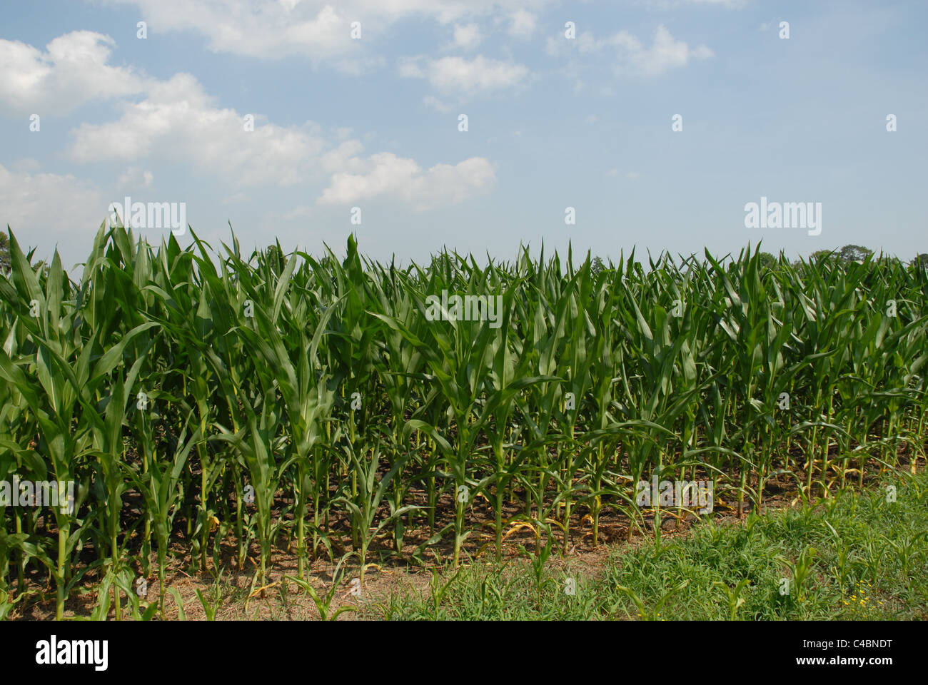Rows of Corn on a Farm Stock Photo - Alamy