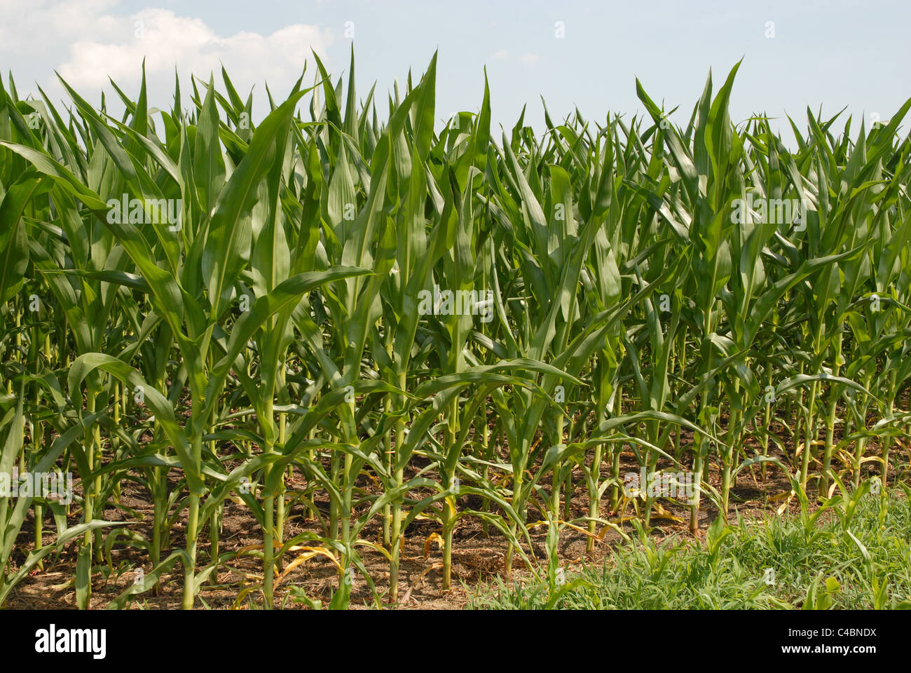 Rows of Corn on a Farm Stock Photo - Alamy
