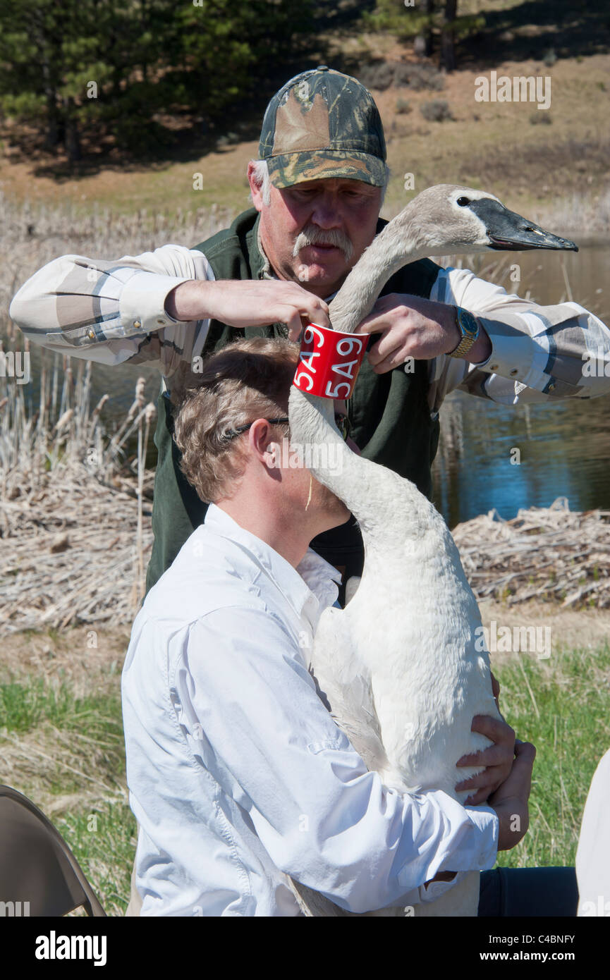 Male volunteer holding Trumpeter Swan while placing a neck band around ...