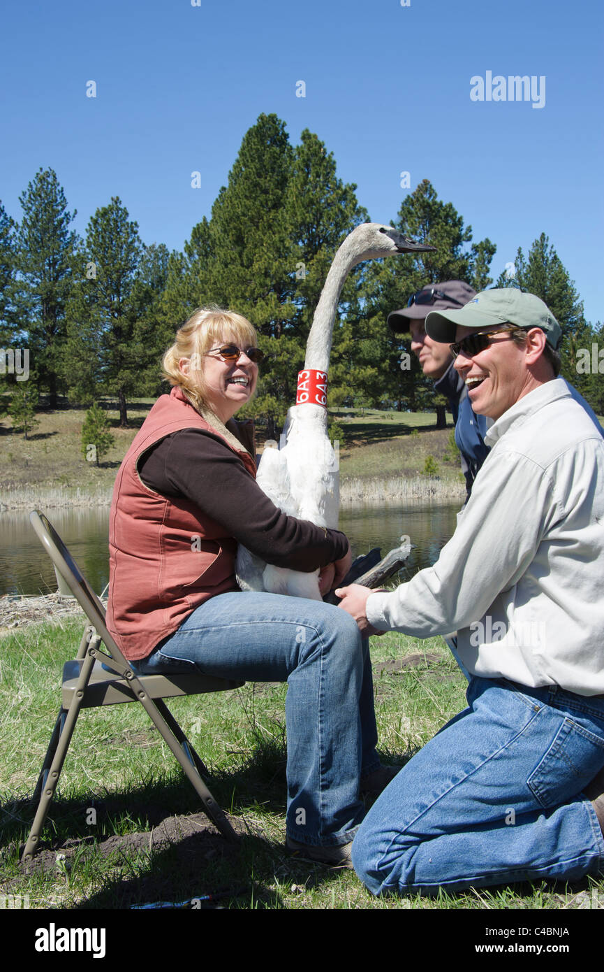 Female volunteer holding Trumpeter Swan before release in Montana. This ...