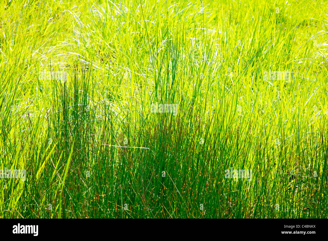 grass in field Stock Photo - Alamy