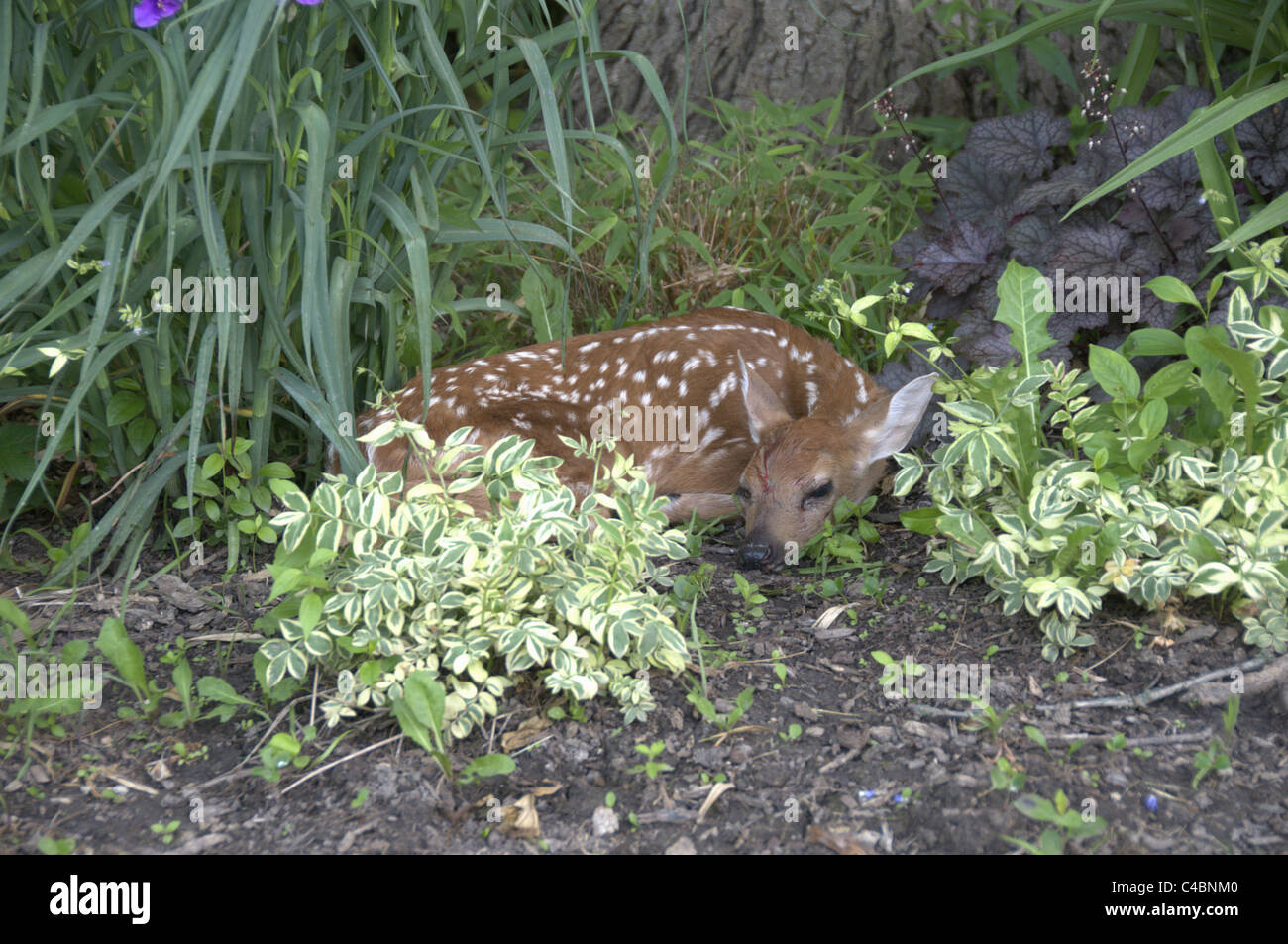 Doe fawn resting hi-res stock photography and images - Alamy