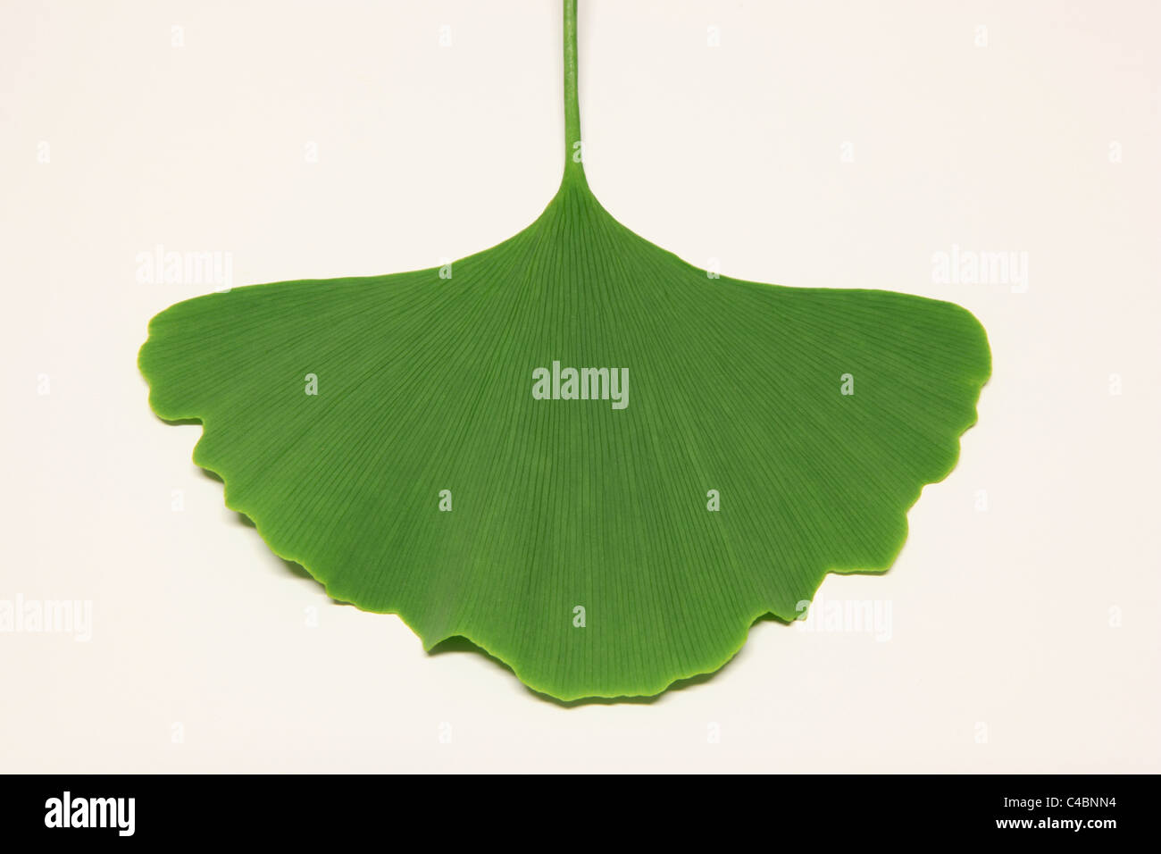 Ginkgo medicine hi-res stock photography and images - Alamy