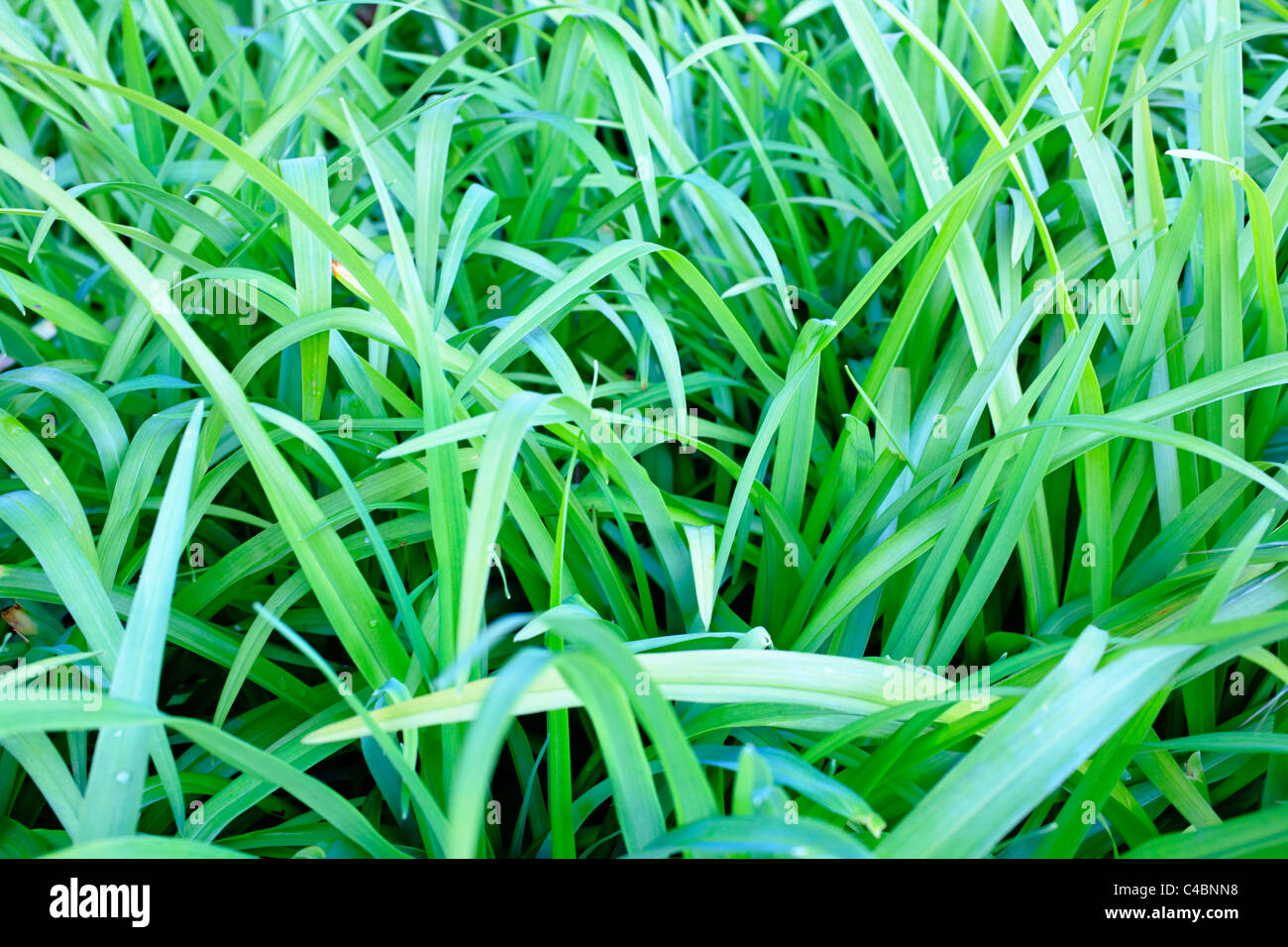 grass in field Stock Photo - Alamy