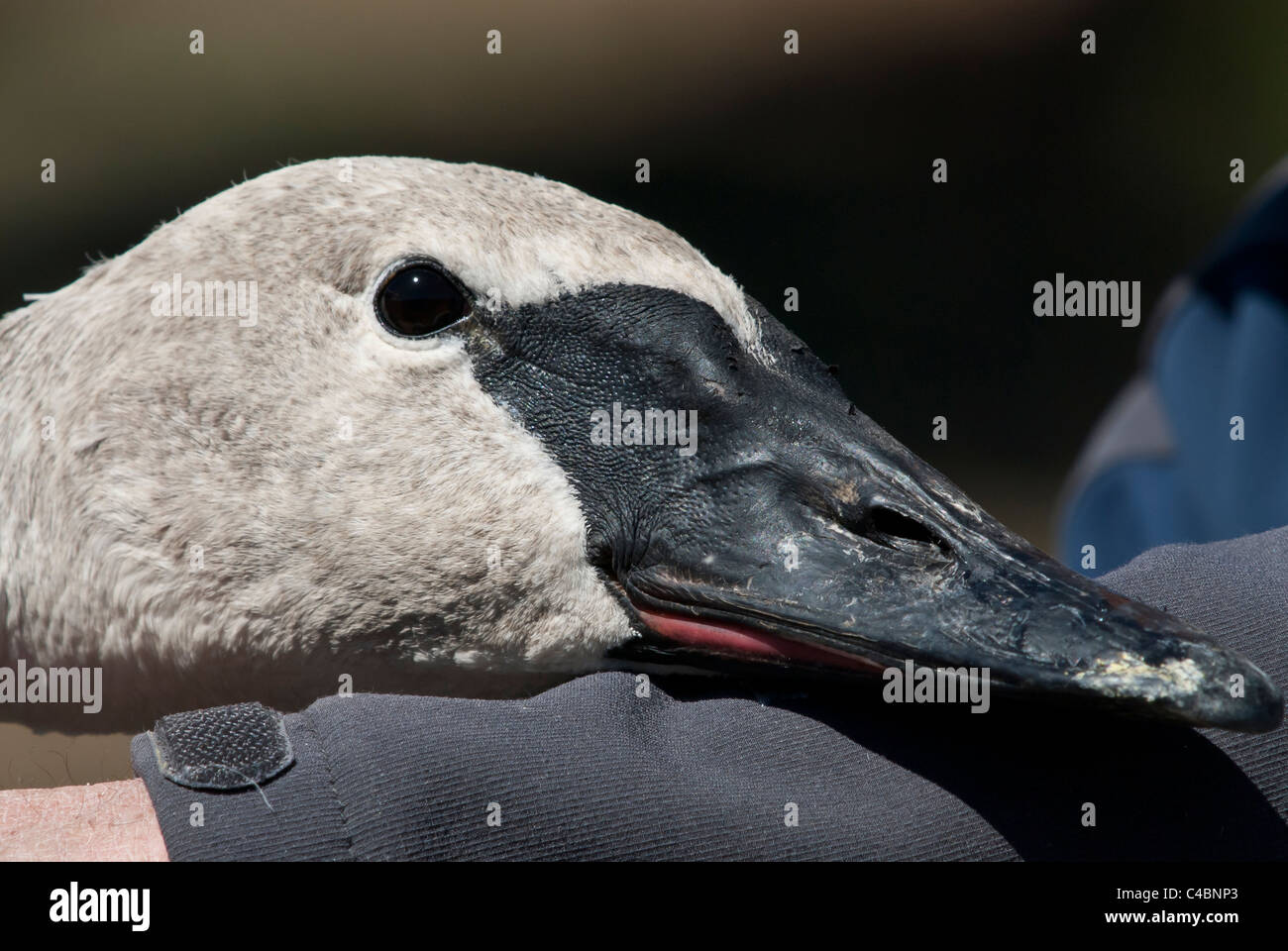 A banded Trumpeter Swan, part of the Swan Restoration Project in ...