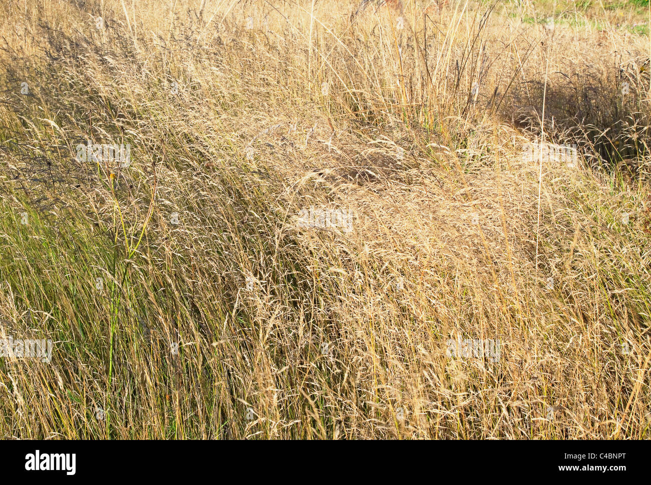 dry grass field Stock Photo - Alamy