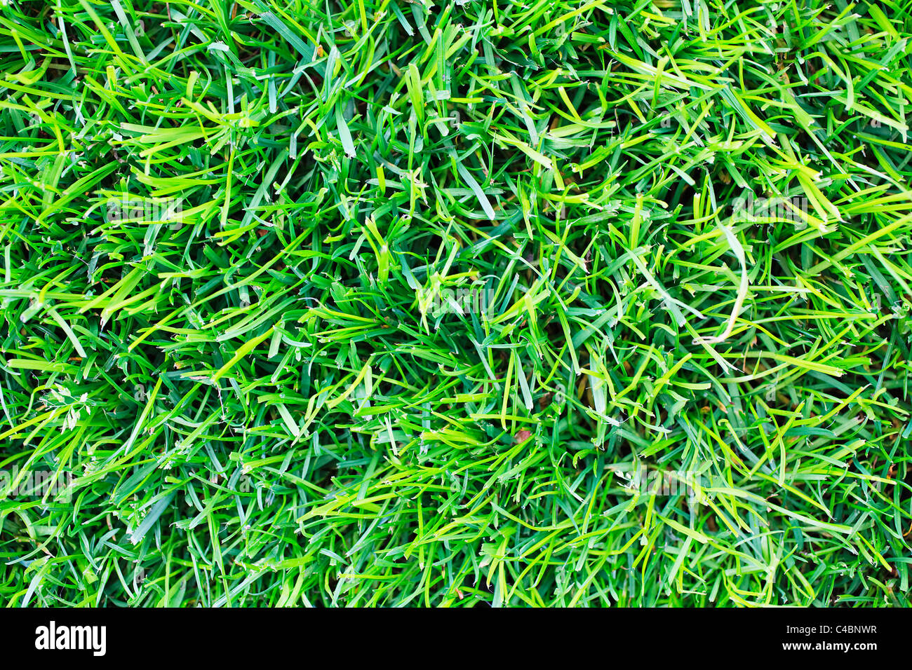 closeup of lawn Stock Photo - Alamy