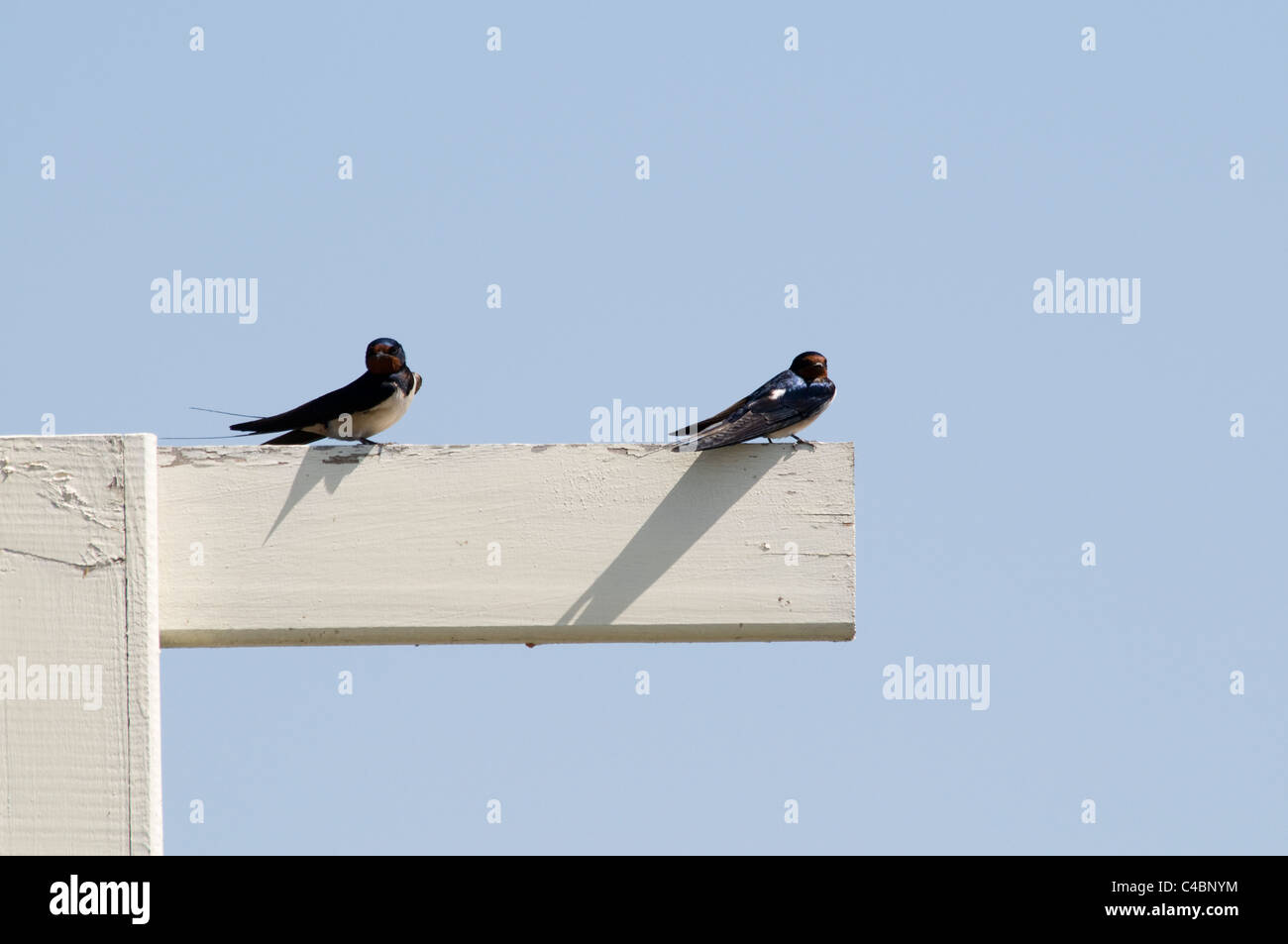 Barn Swallow in Albania. Rauchschwalben in Albanien Stock Photo - Alamy