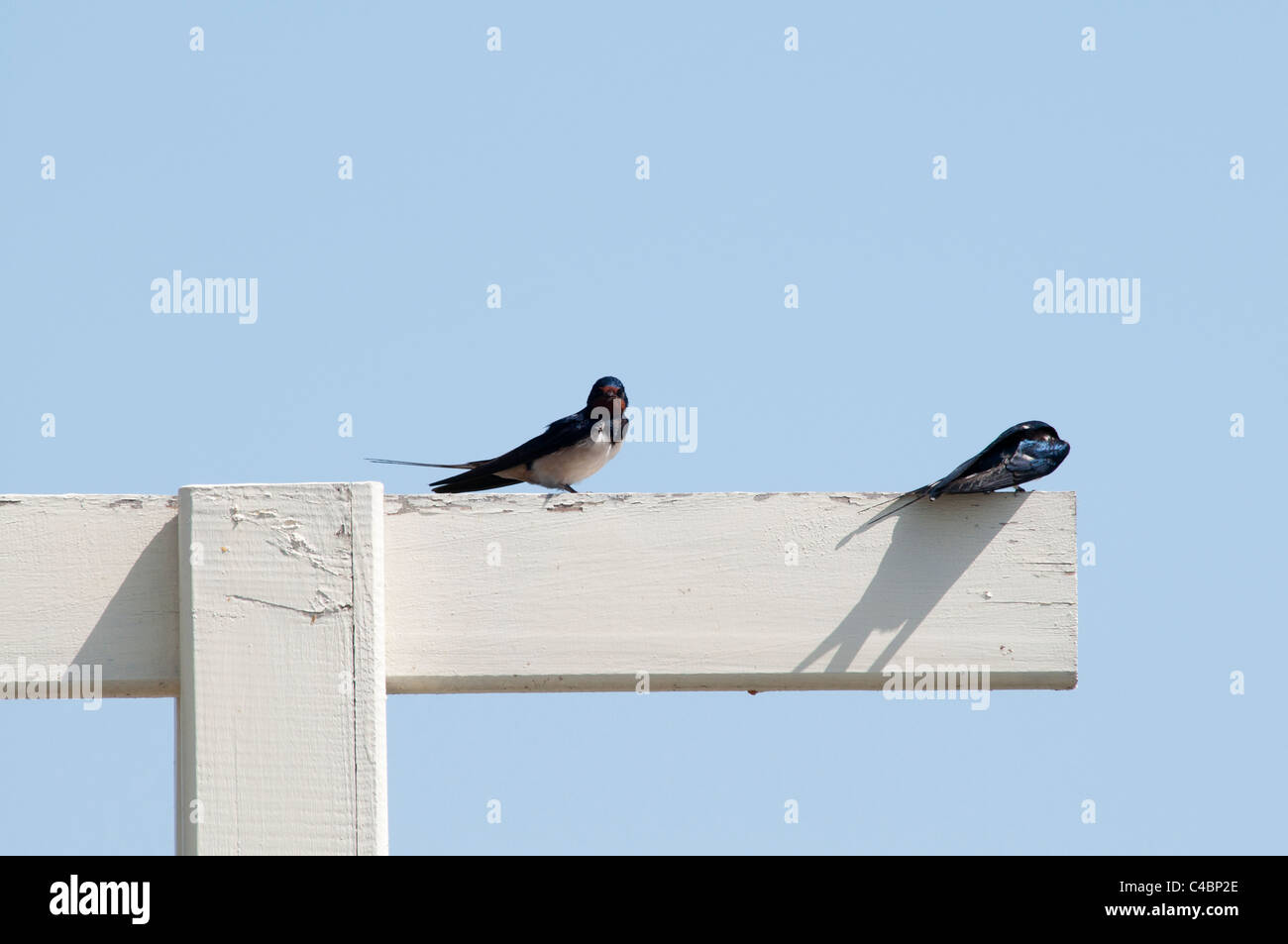 Barn Swallow in Albania. Rauchschwalben in Albanien Stock Photo - Alamy