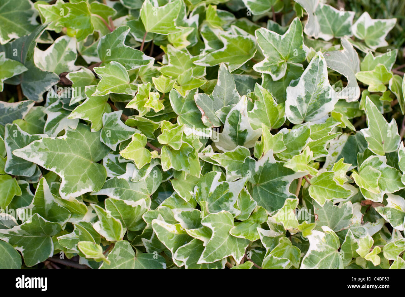 Background of variegated ivy Stock Photo - Alamy