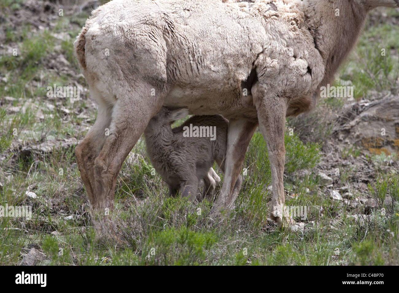 Bighorn Sheep Lamb Nursing Stock Photo - Alamy