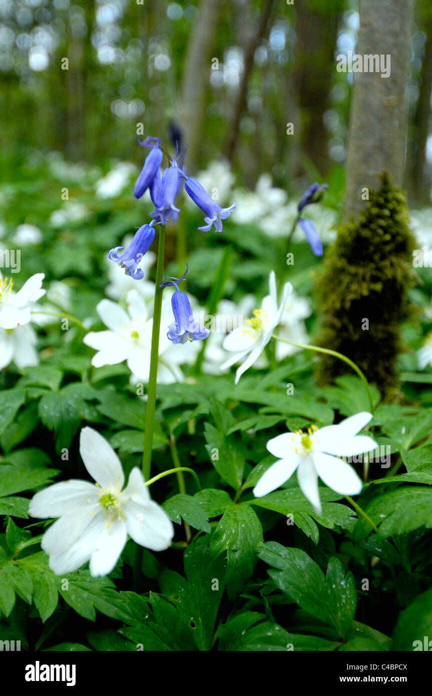 Close up of a Wood Anemone and bluebells Stock Photo - Alamy