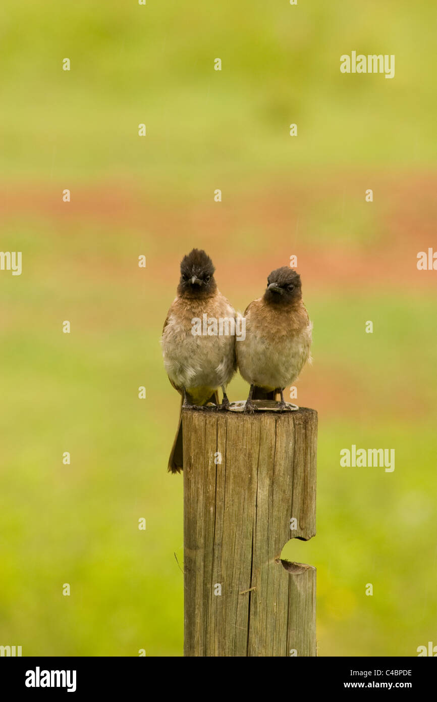 Common africa bird hi-res stock photography and images - Alamy