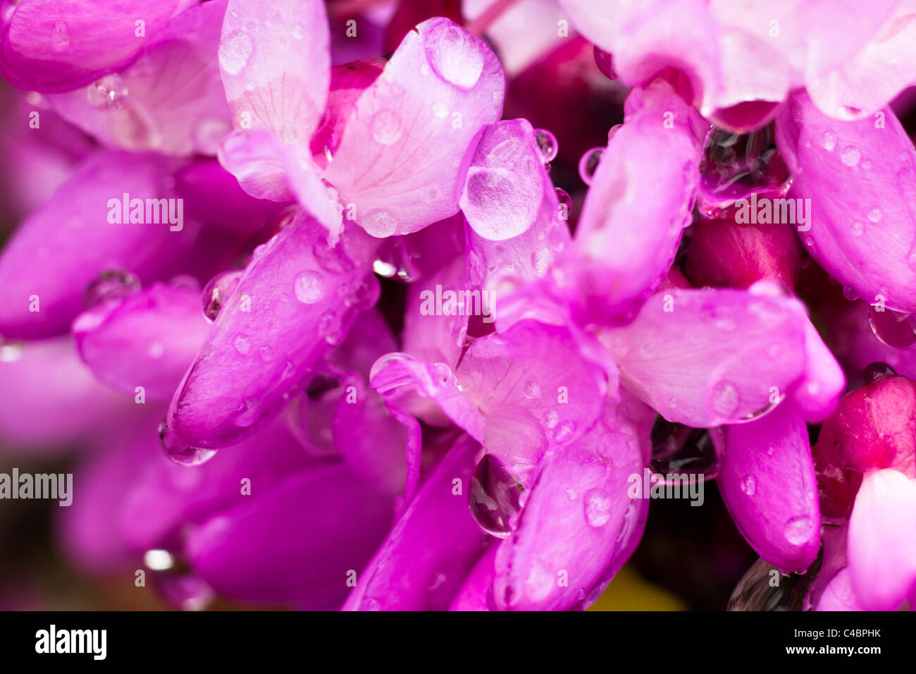 pink wet flowers Stock Photo - Alamy