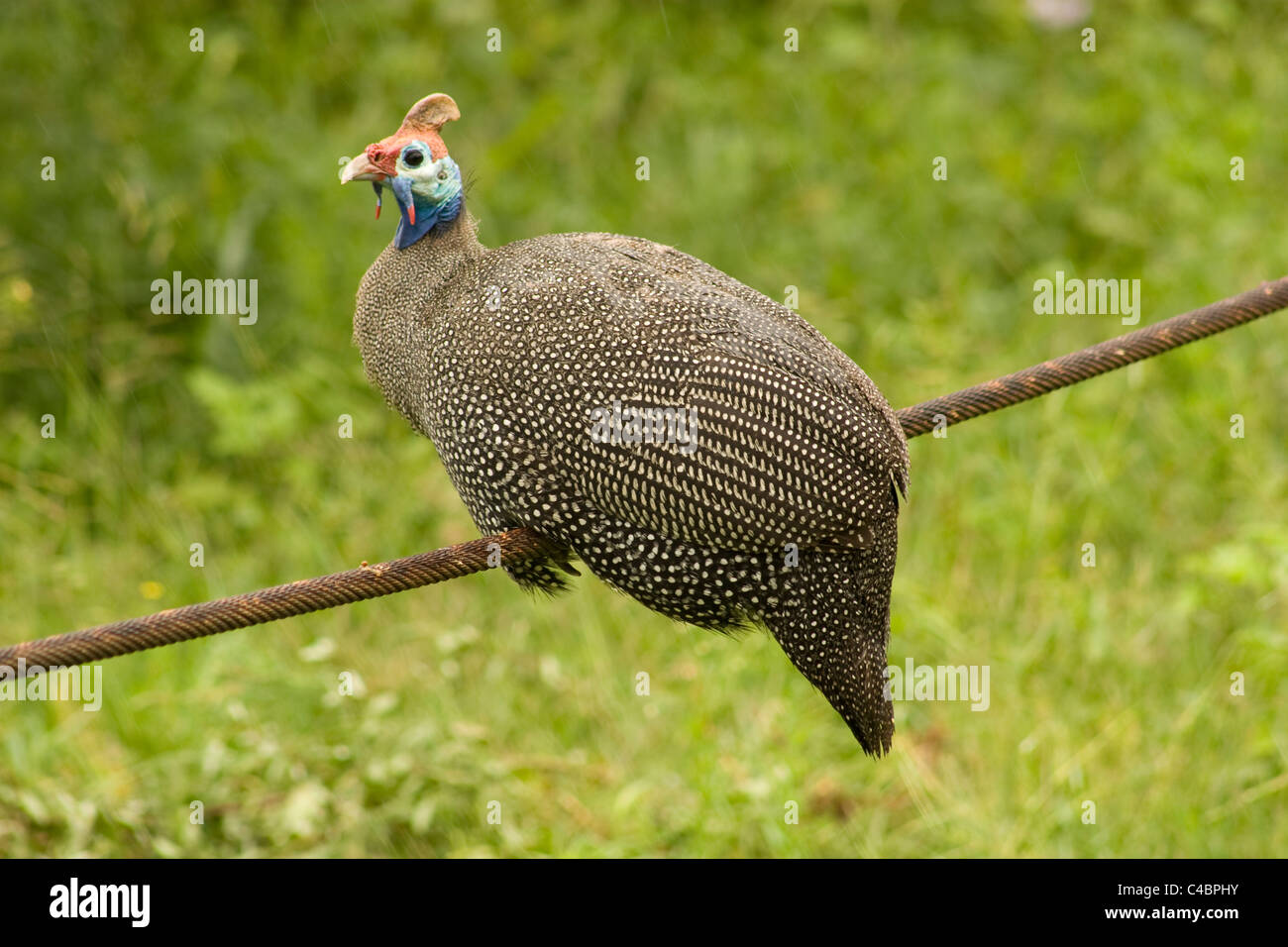Guinea Fowl Feathers High Resolution Stock Photography and Images - Alamy