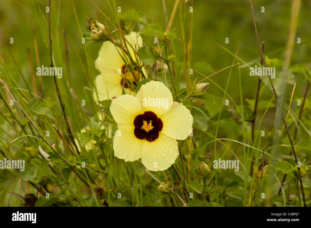 Indigenous Flower High Resolution Stock Photography and Images - Alamy