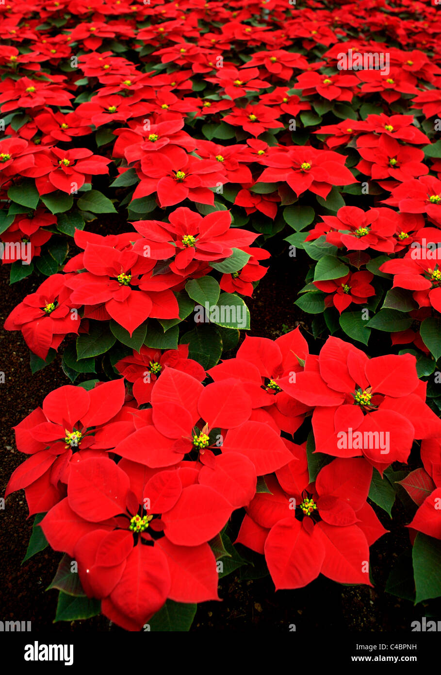 Poinsettias mexico hi-res stock photography and images - Alamy