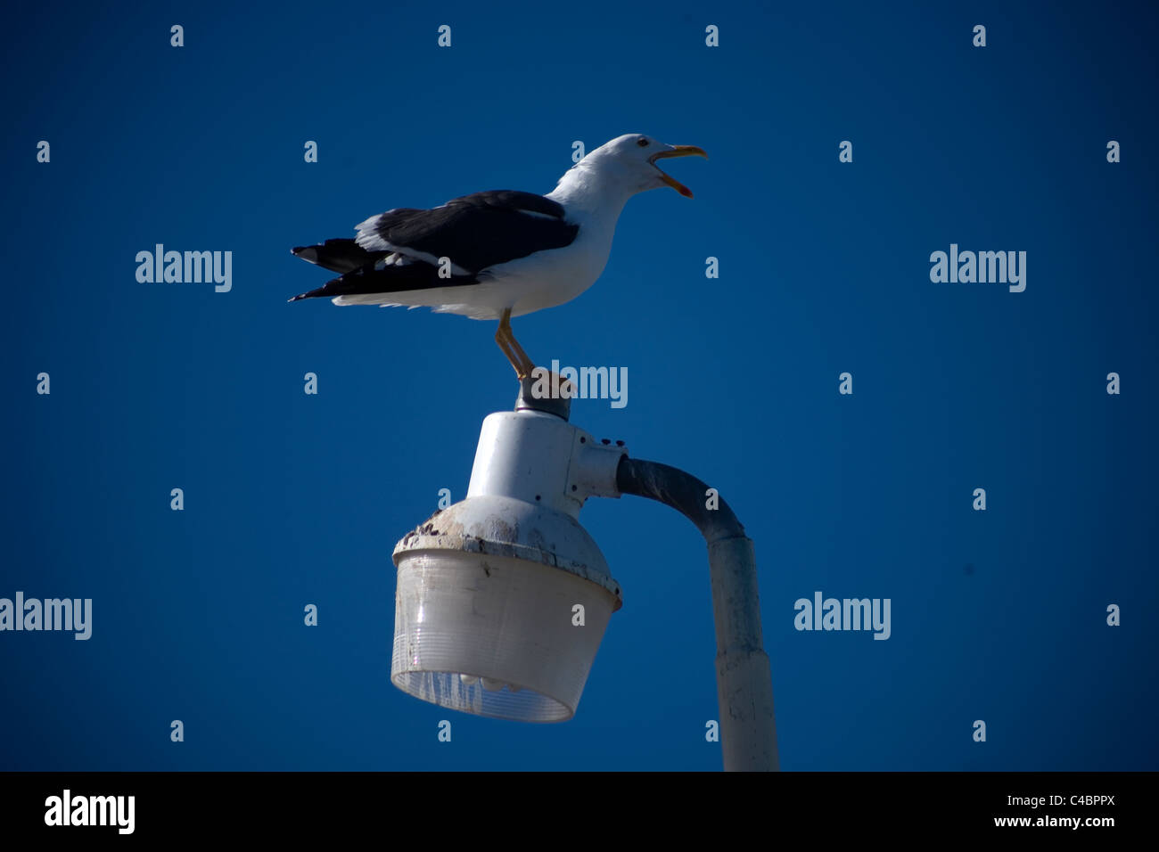 A seagull chirps as it perches on a light post in the marina of the ...
