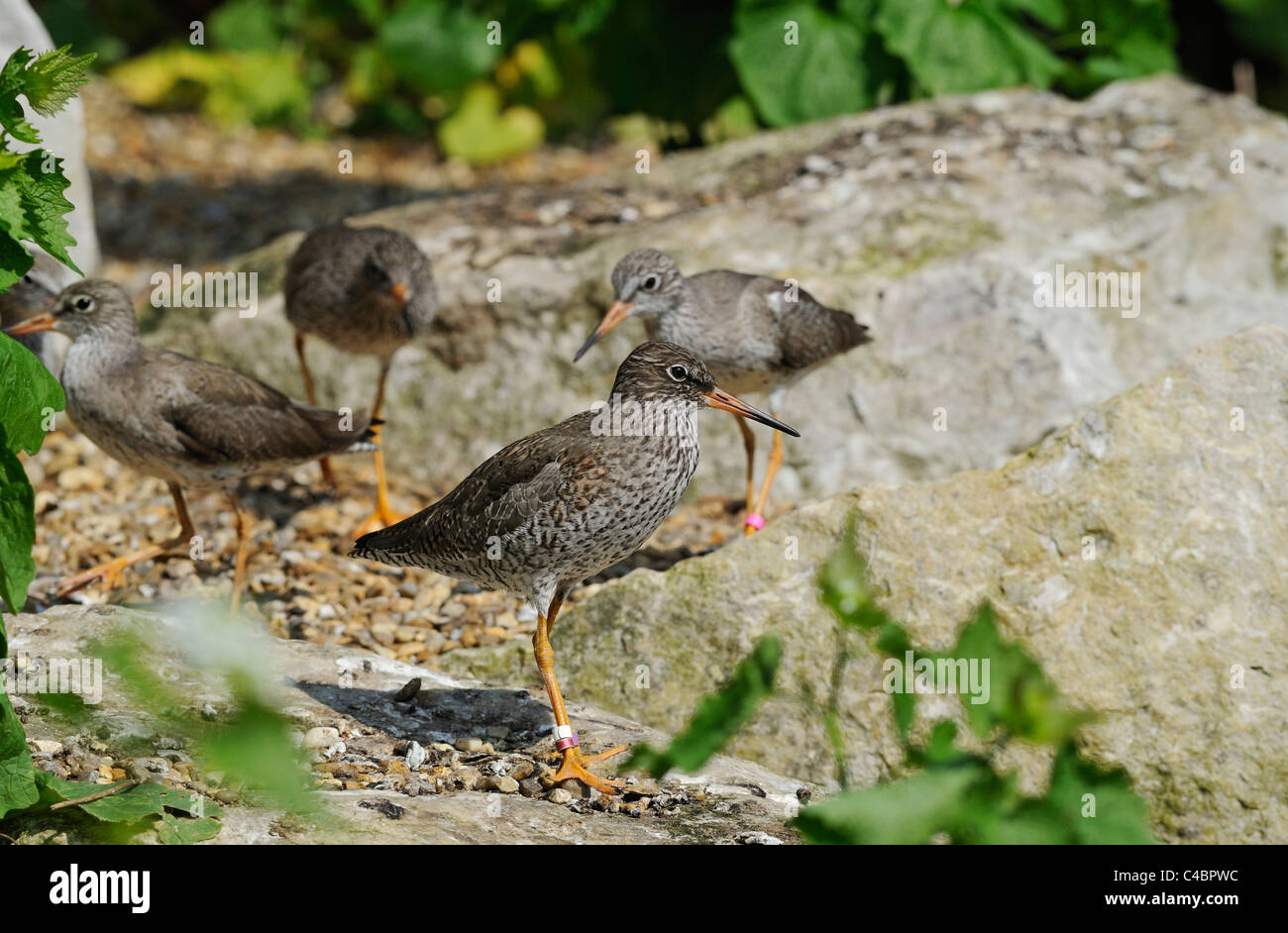Red legged wading bird hi-res stock photography and images - Alamy