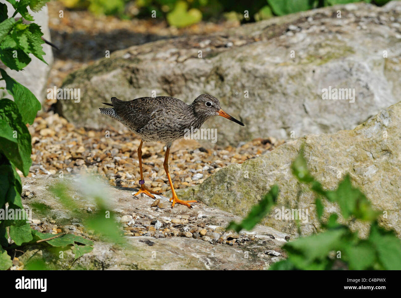 Red legged wading bird hi-res stock photography and images - Alamy