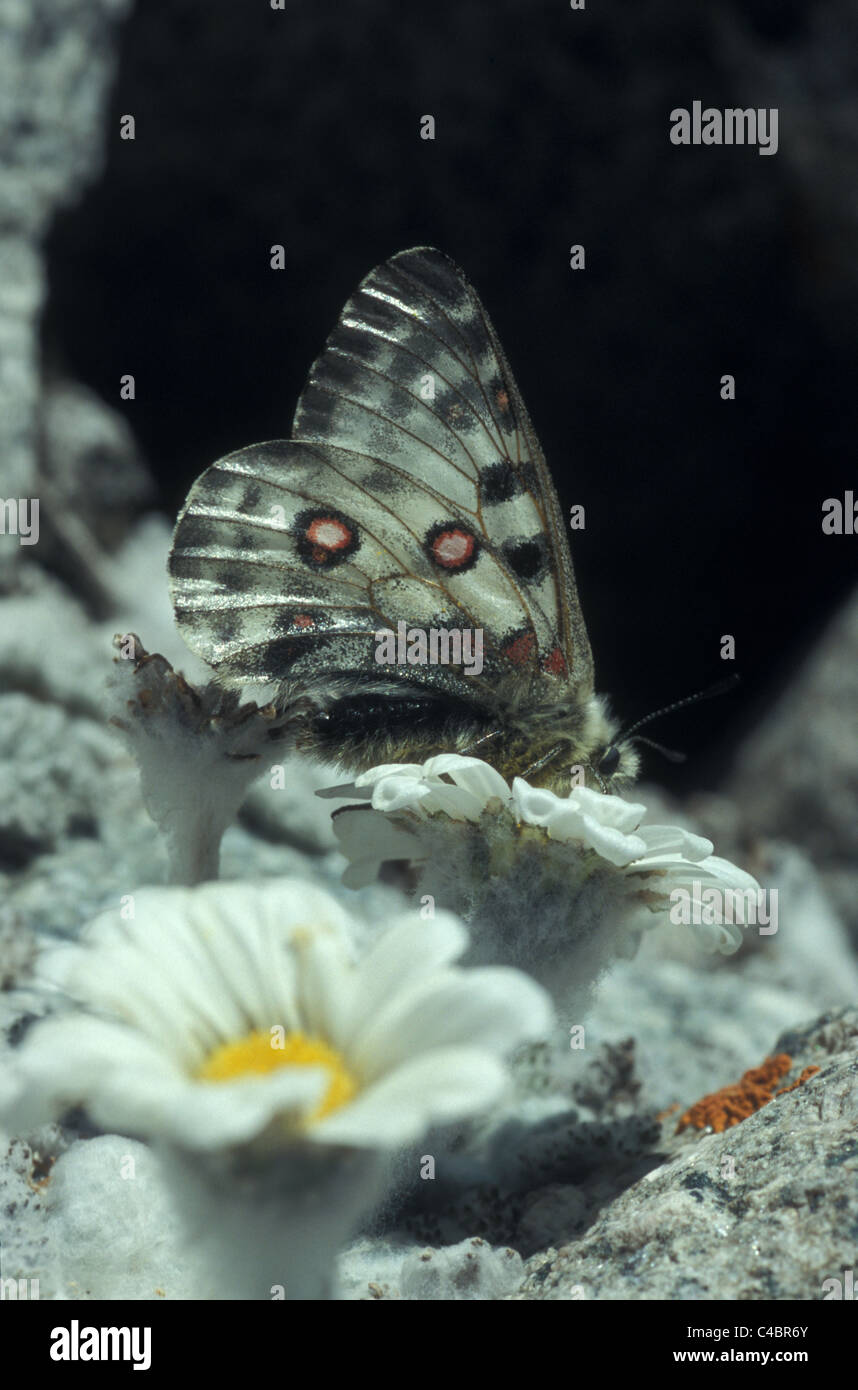 Actius hi-res stock photography and images - Alamy