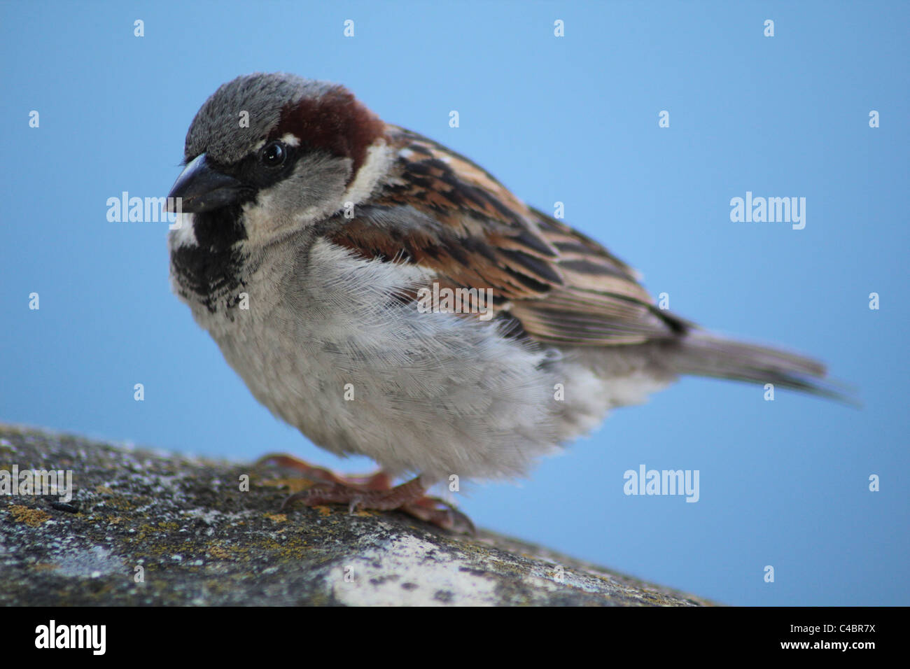 Male House Sparrow Stock Photo - Alamy