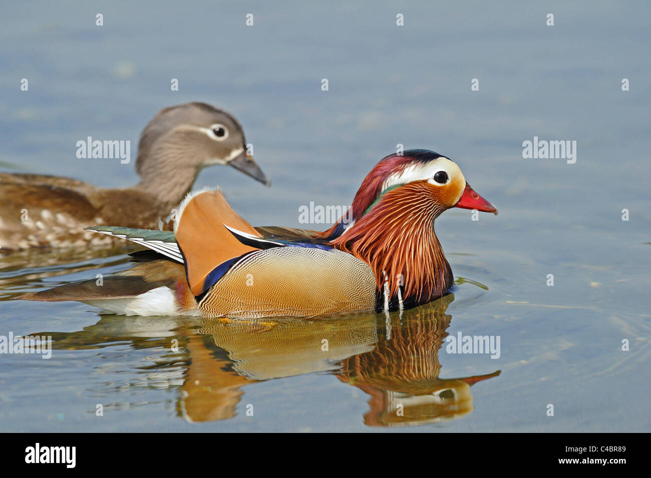 Male female duck aix mandarin hi-res stock photography and images - Alamy