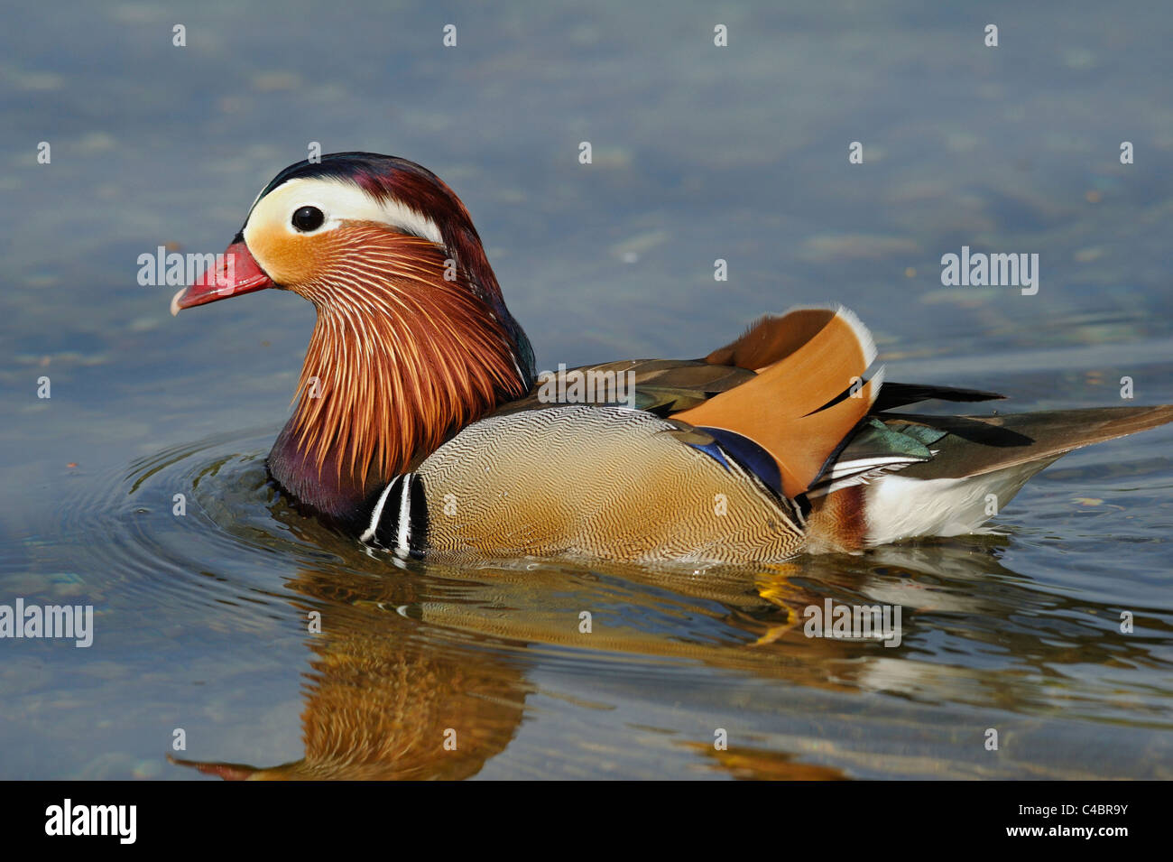 Male Mandarin duck with elaborate and ornate plumage Stock Photo - Alamy