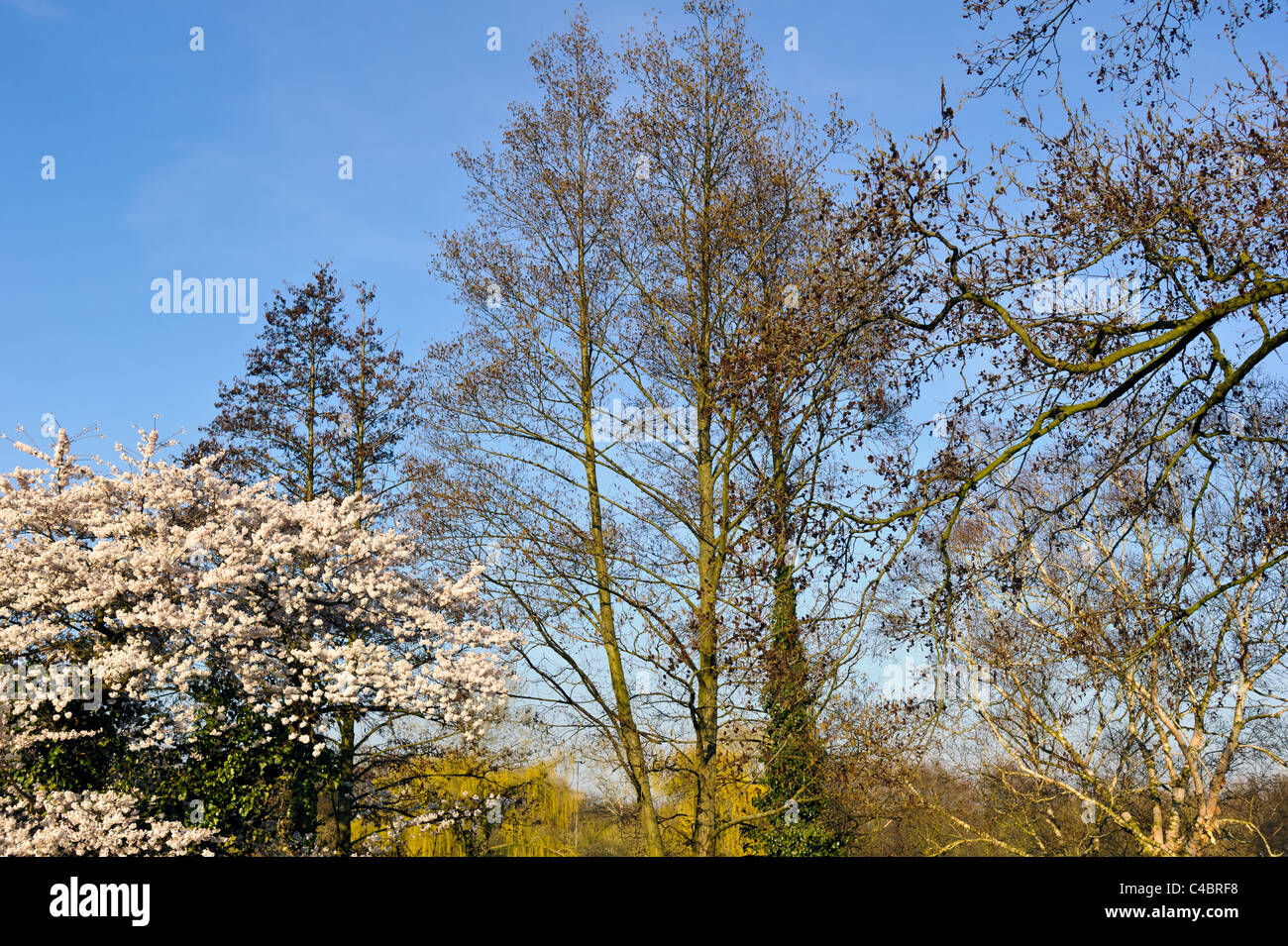 Mix of trees hi-res stock photography and images - Alamy