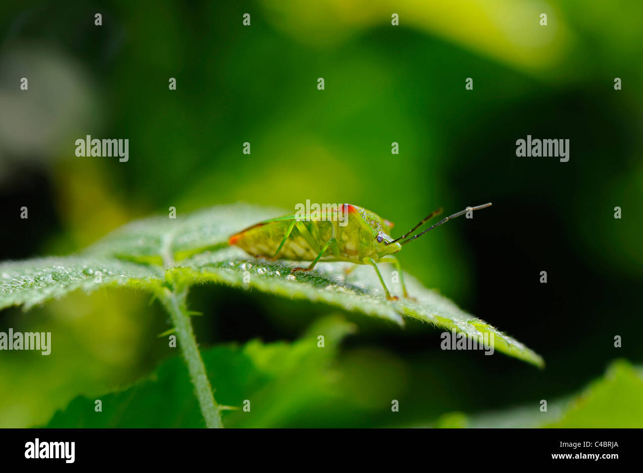 A close-up of a Hawthorn Shield bug using its camouflage body to hide ...
