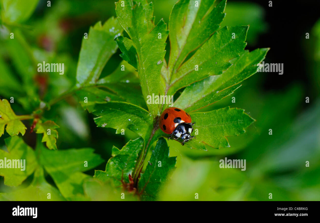 The seven spotted Ladybird on a Hawthorn leaf Stock Photo - Alamy