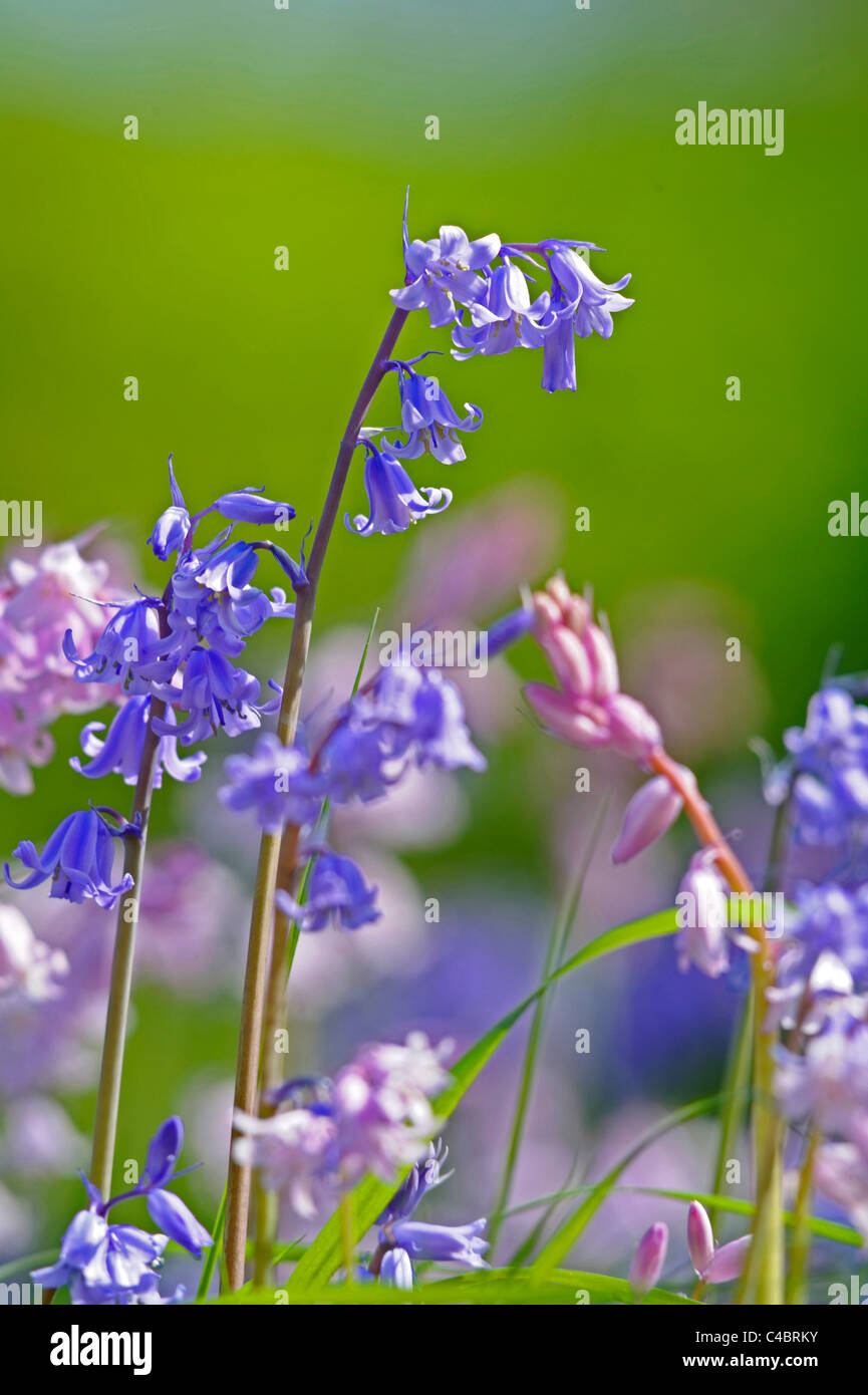 Flower spring blue native bluebell woodland hi-res stock photography ...