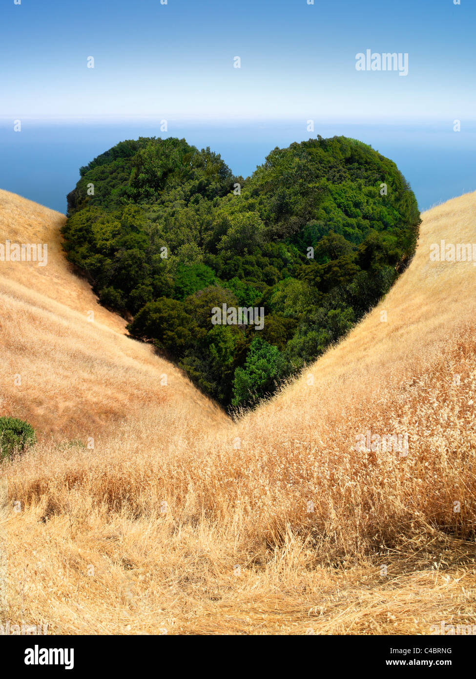 Landscape of trees in field that form the shape of a heart Stock Photo ...
