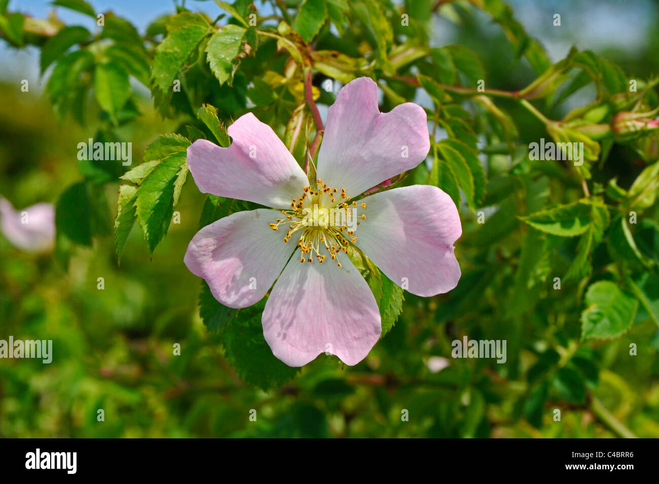 Native english rose hi-res stock photography and images - Alamy