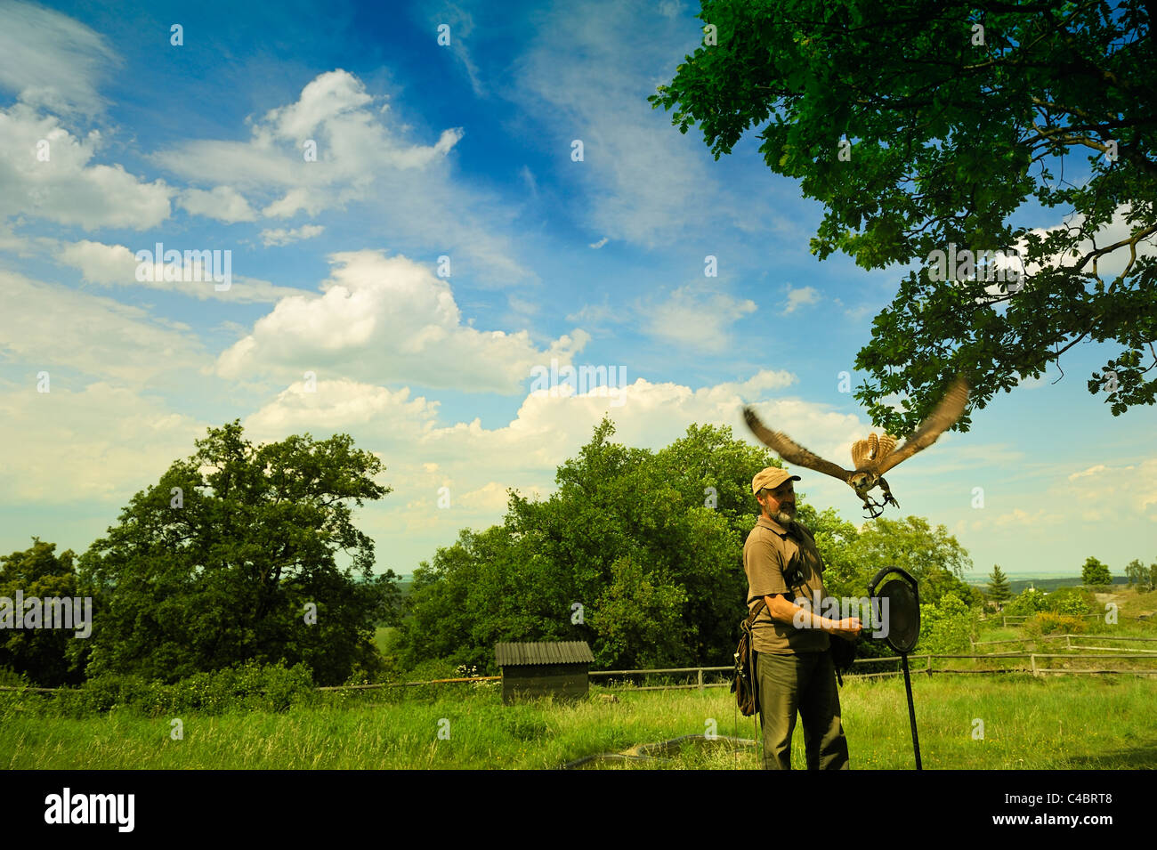 Flight of the falcon,Falconry Harz,Saxony Anhalt,Germany Stock Photo ...