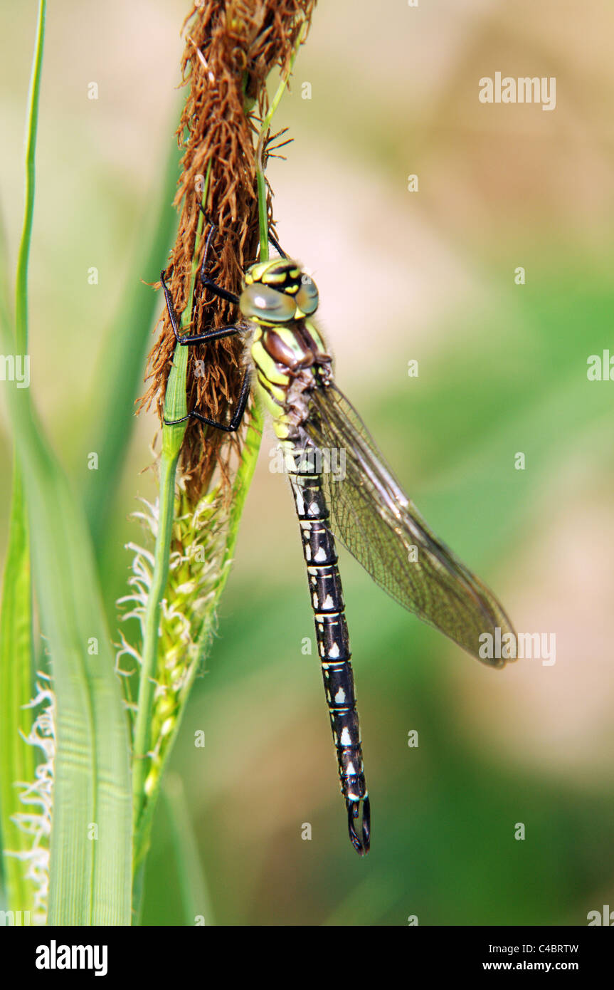 Dragonfly straw hi-res stock photography and images - Alamy