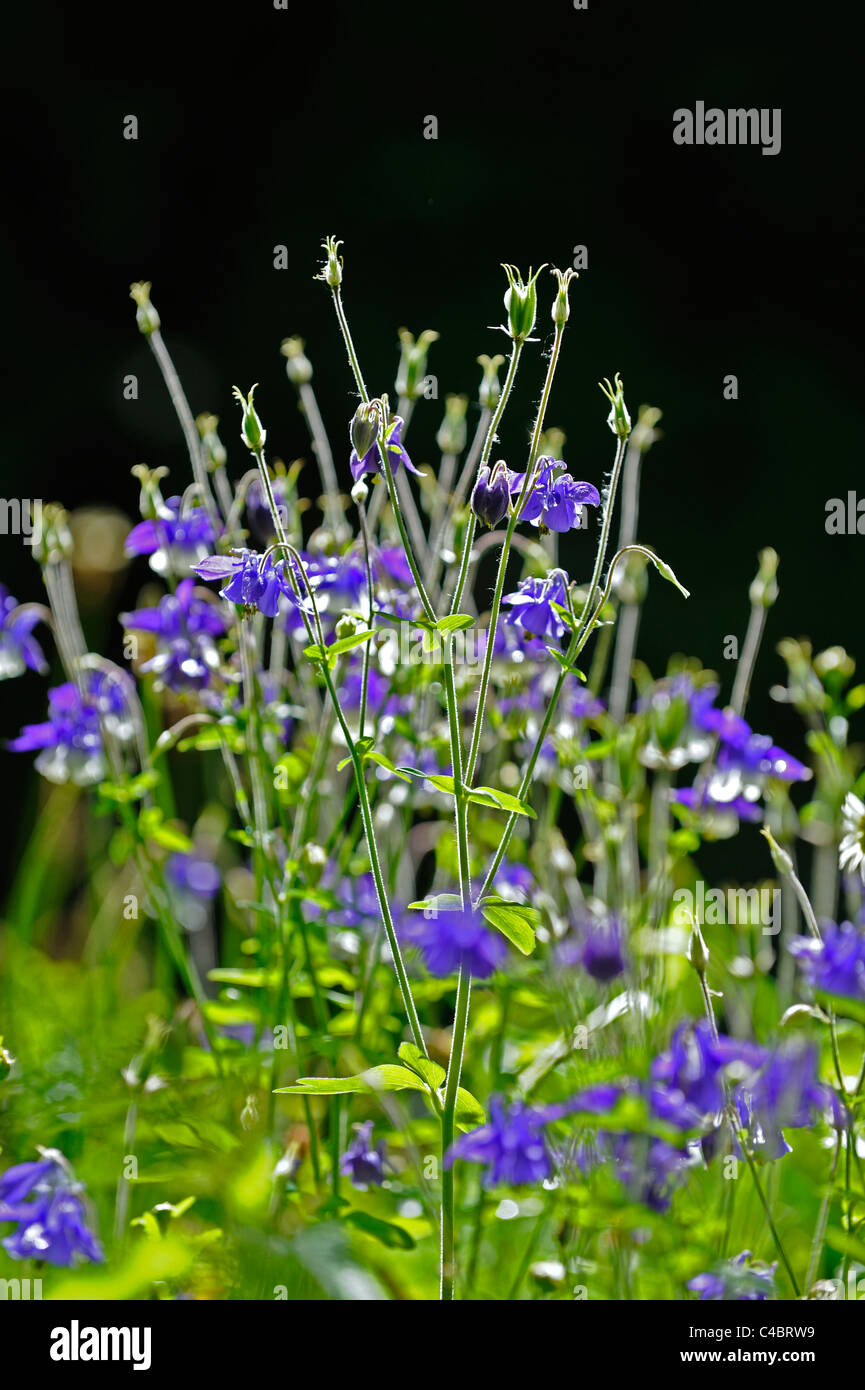 The blue flower head of a Columbine flower Stock Photo - Alamy