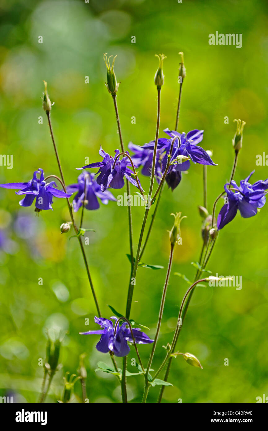 The blue flower head of a Columbine flower Stock Photo - Alamy
