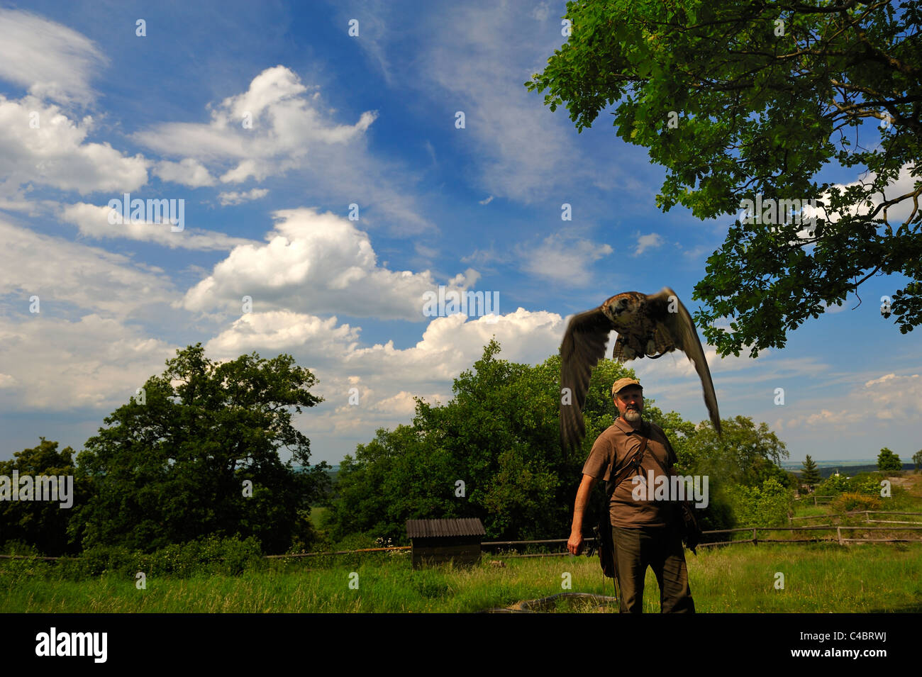 Flight of the falcon,Falconry Harz,Saxony Anhalt,Germany Stock Photo ...