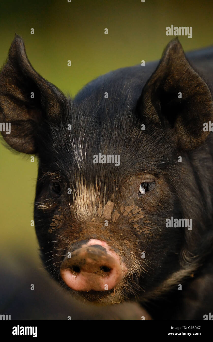 Berkshire pig hi-res stock photography and images - Alamy