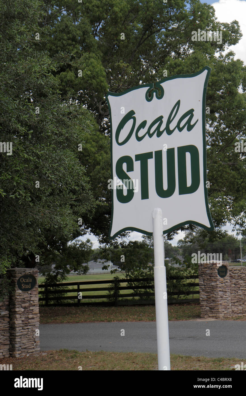 Ocala Florida,Ocala Stud,horse horses farm,thoroughbred race horses ...