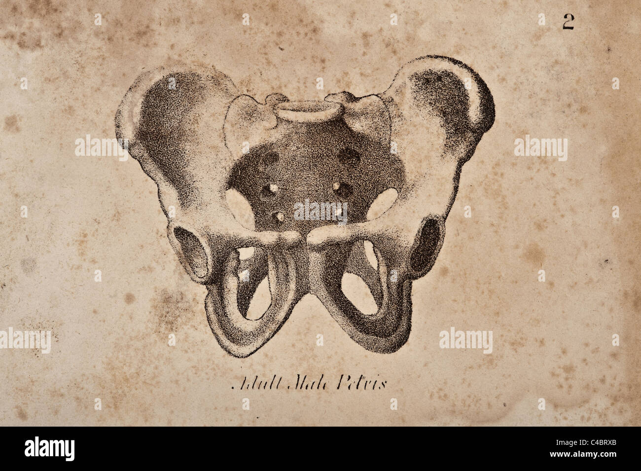 Illustration of the Human Pelvis copyright 1844 Stock Photo - Alamy