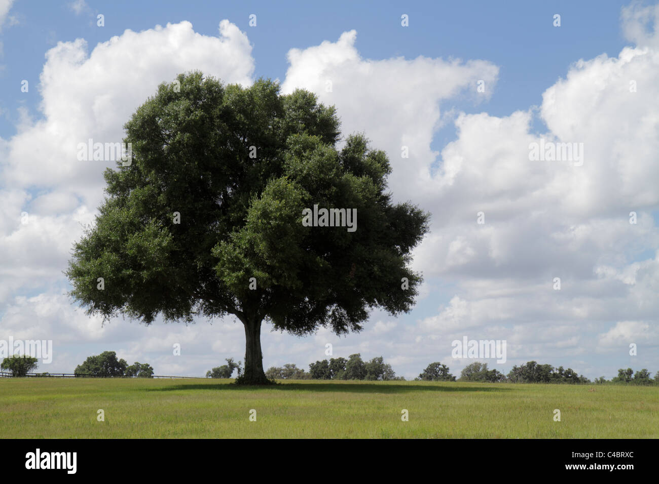 Ocala Florida,live oak tree trees,rural,pasture,farm,field,clouds,grass ...