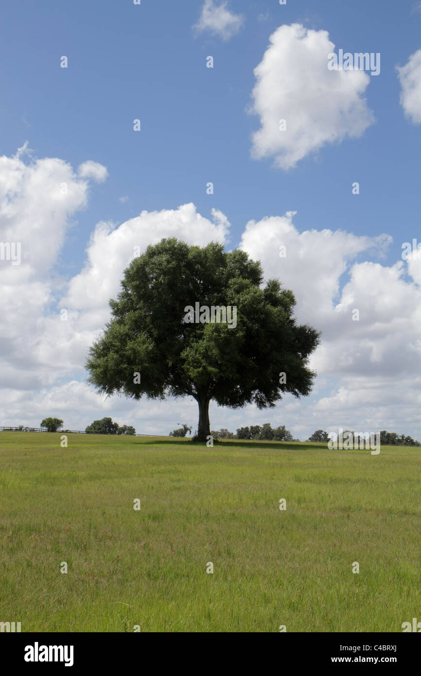 Tree ocala hi-res stock photography and images - Alamy