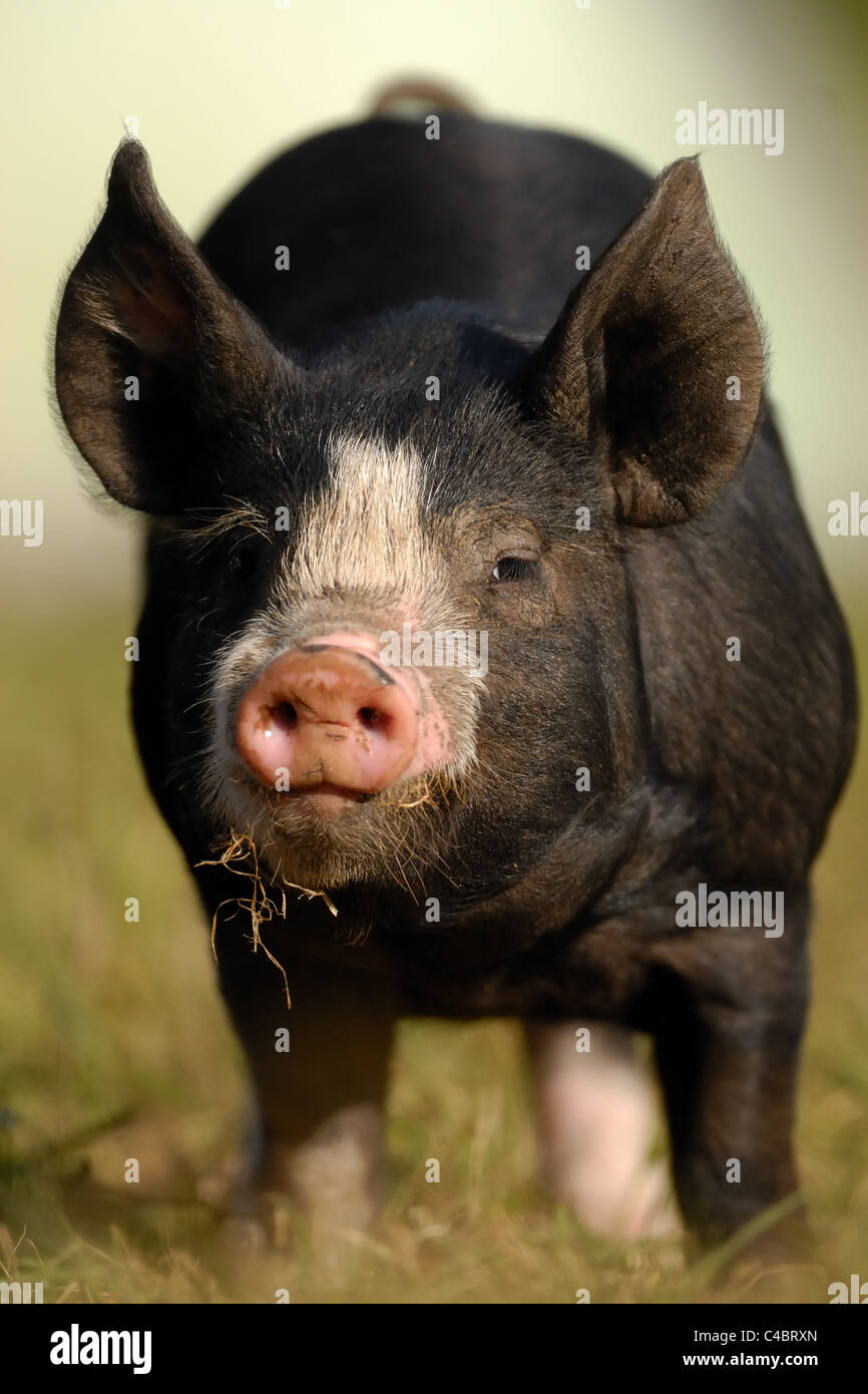 Berkshire pig hi-res stock photography and images - Alamy