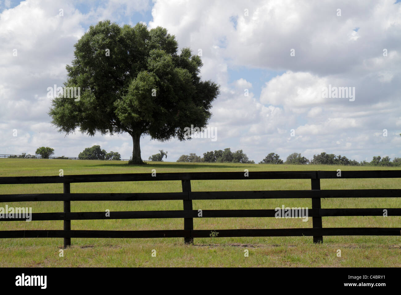 Ocala Florida,live oak tree trees,rural,pasture,farm,field,clouds,grass ...