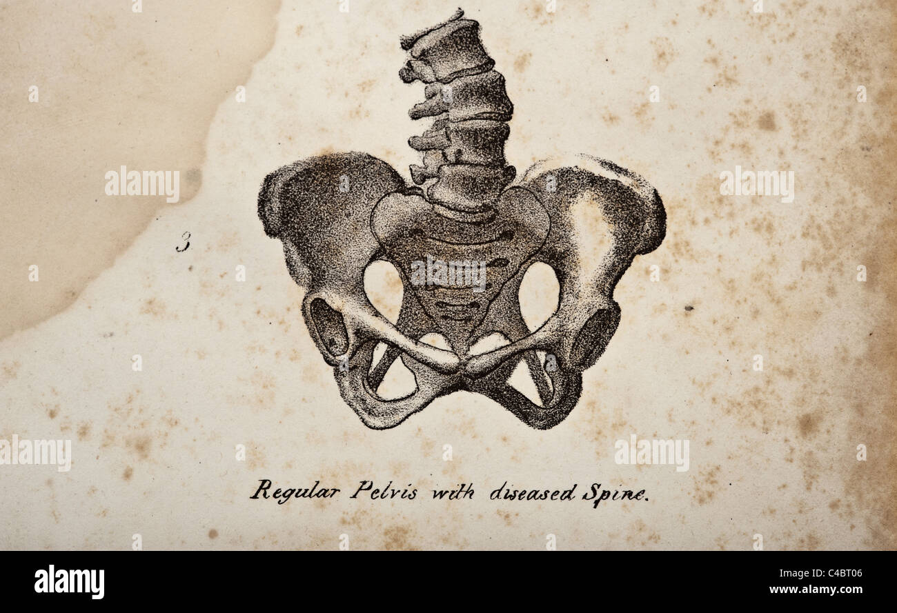 Illustration of the Human Pelvis copyright 1844 Stock Photo - Alamy