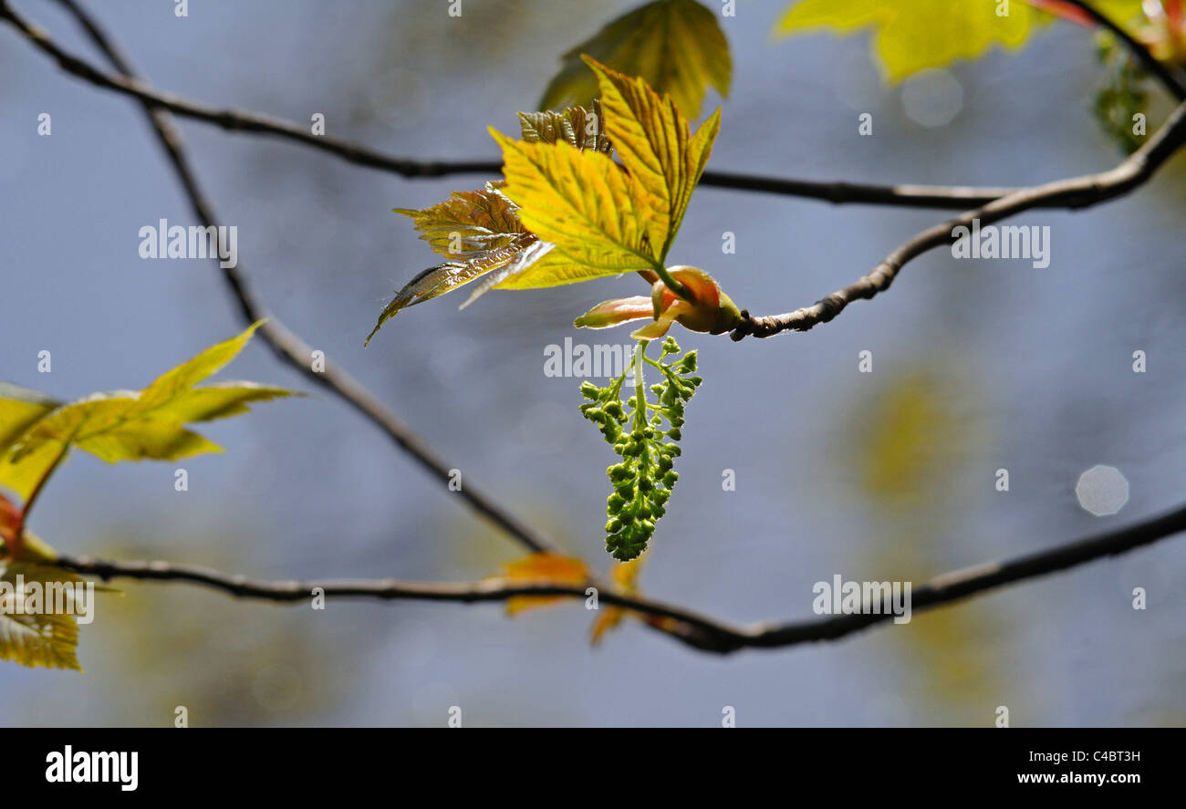 Sycamore flowers hi-res stock photography and images - Alamy