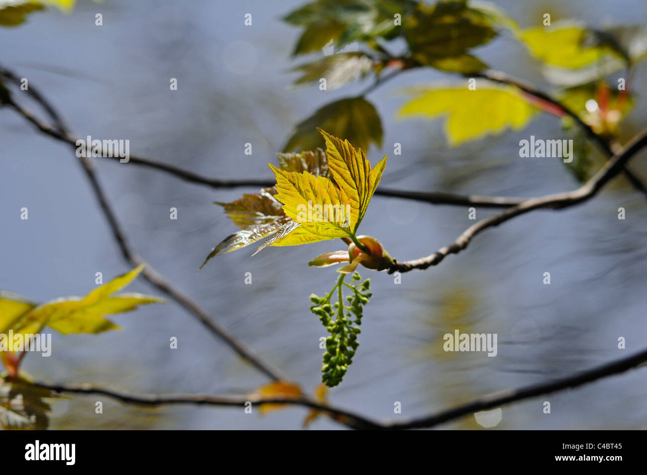 Sycamore flowers hi-res stock photography and images - Alamy