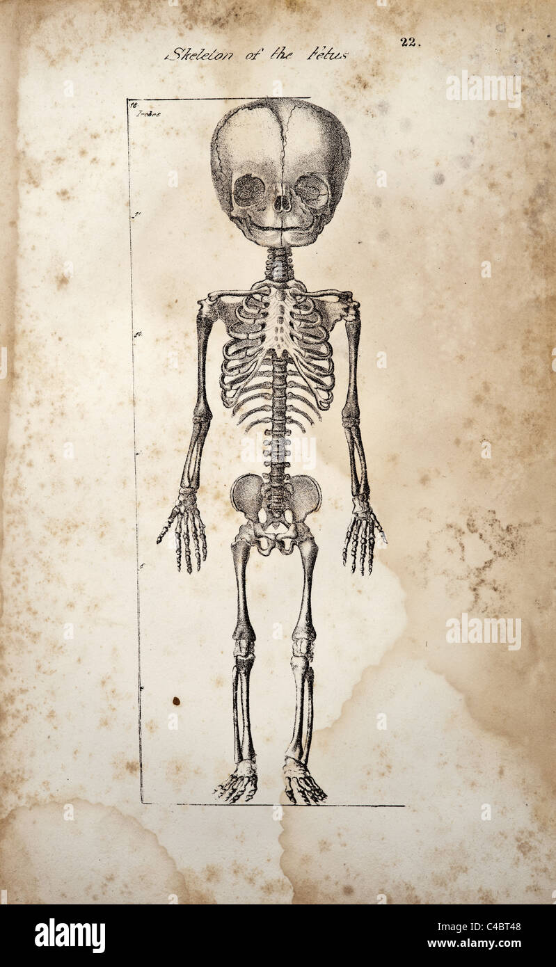 Fetal Skeleton High Resolution Stock Photography and Images - Alamy